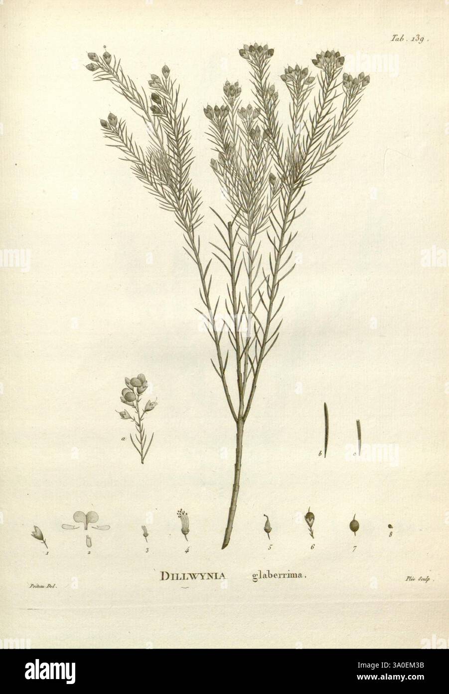 Labeled depictions of various flower forms hi-res stock photography and ...