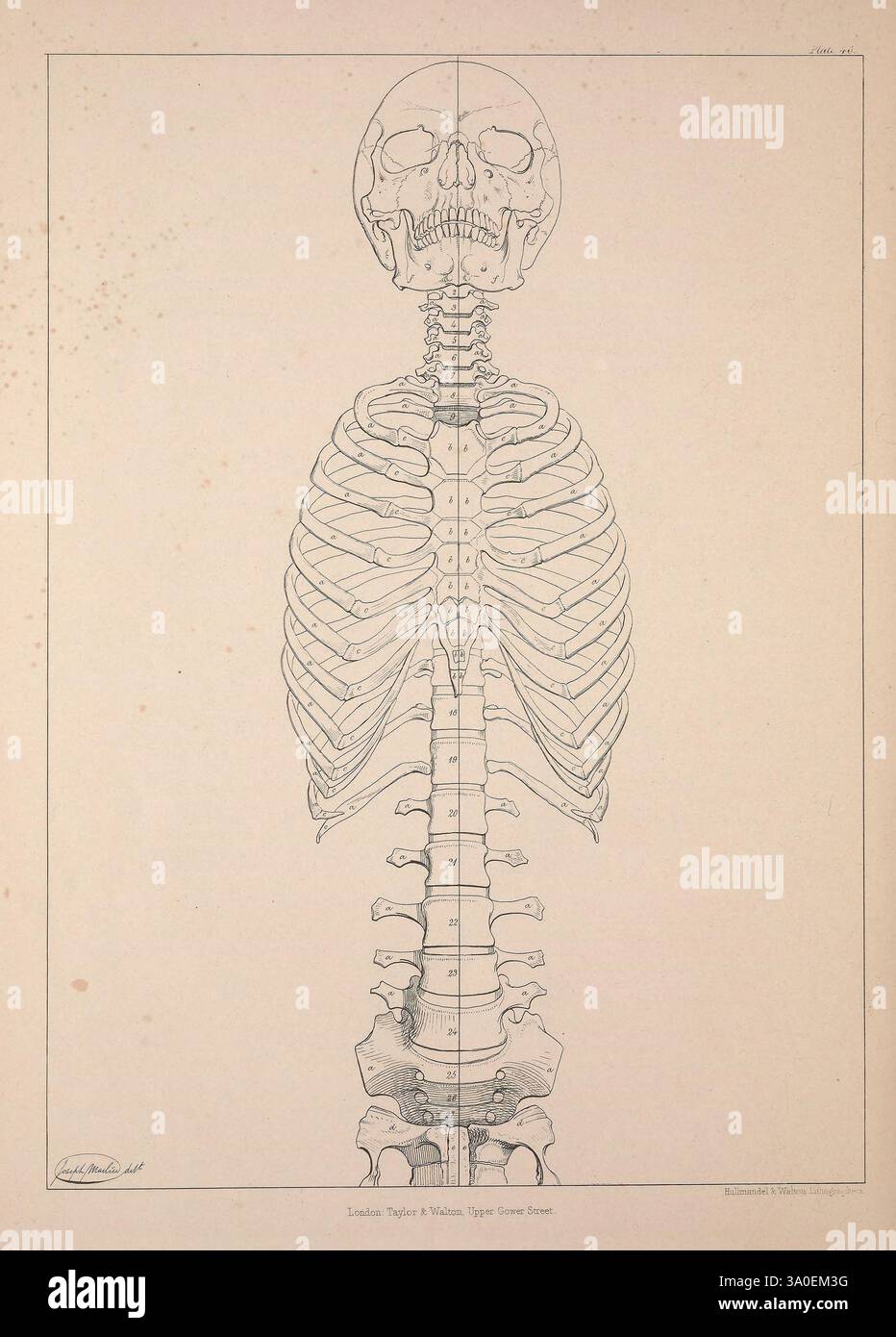 Comparative Osteology London Taylor Walton 1847 bones, A detailed ...
