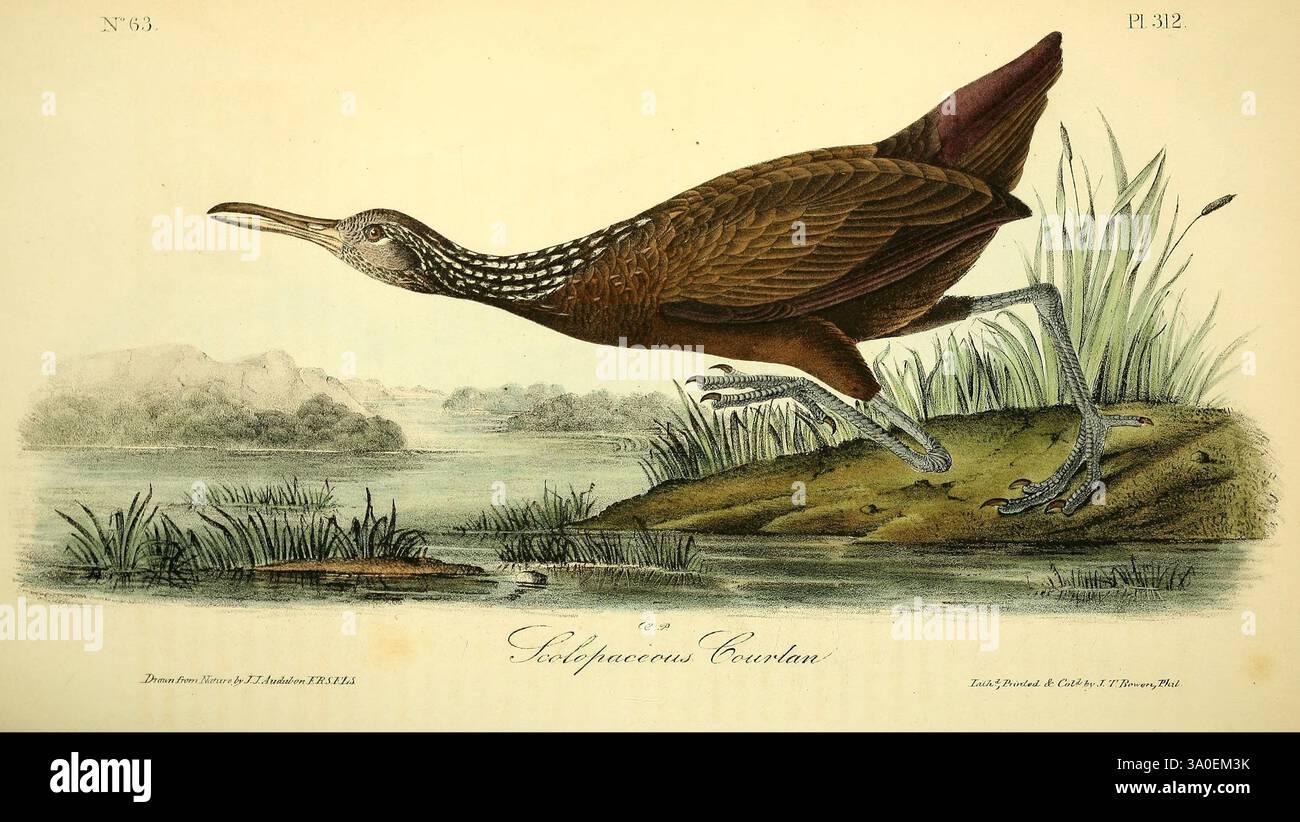 The birds of America, New York, J.B. Chevalier, 1840-1844, birds, North ...