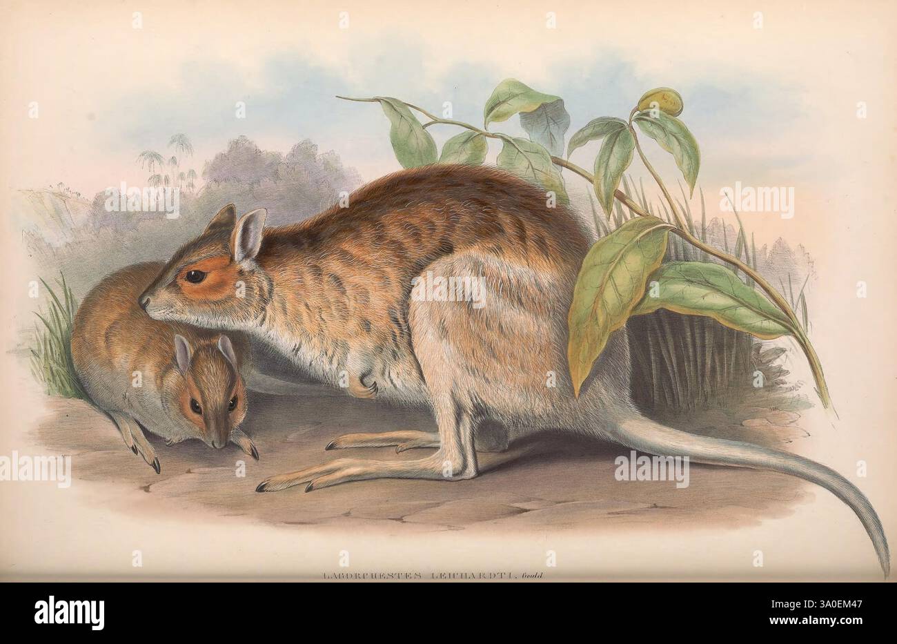 Detailed illustration depicts two wallabies hi-res stock photography ...