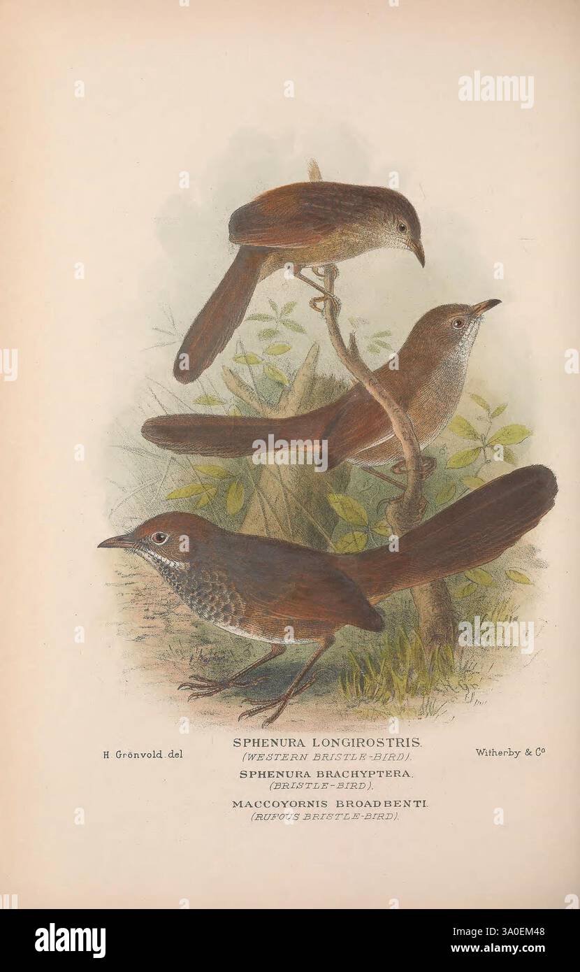 Depiction features three distinct species of birds hi-res stock ...