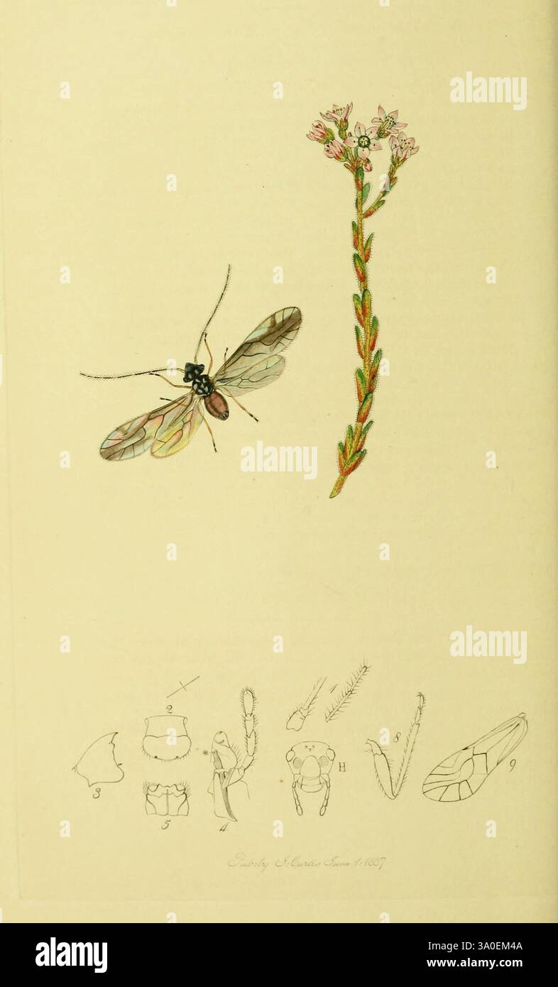 Depict various anatomical details hi-res stock photography and images ...