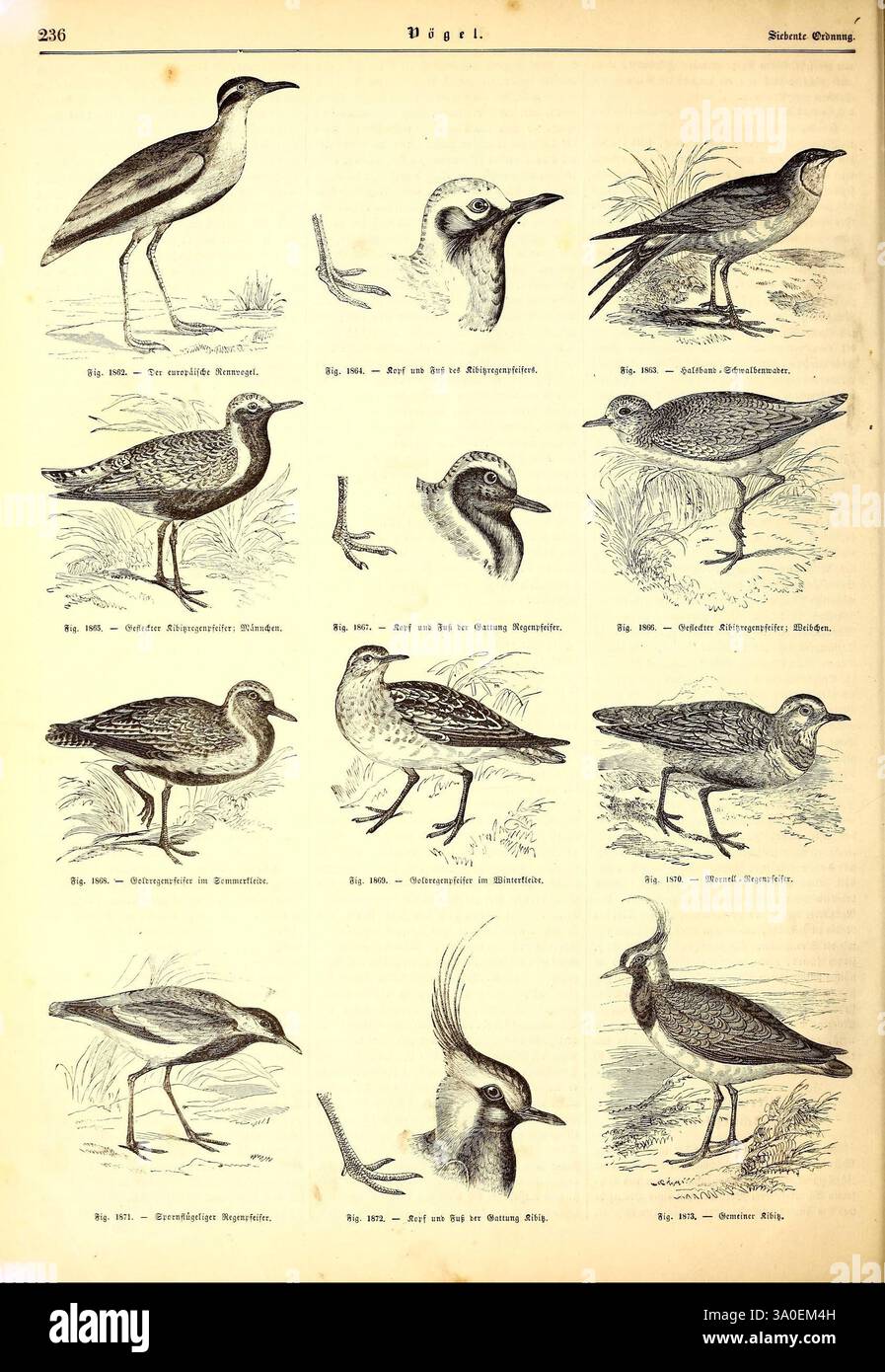 Top row features two birds hi-res stock photography and images - Alamy