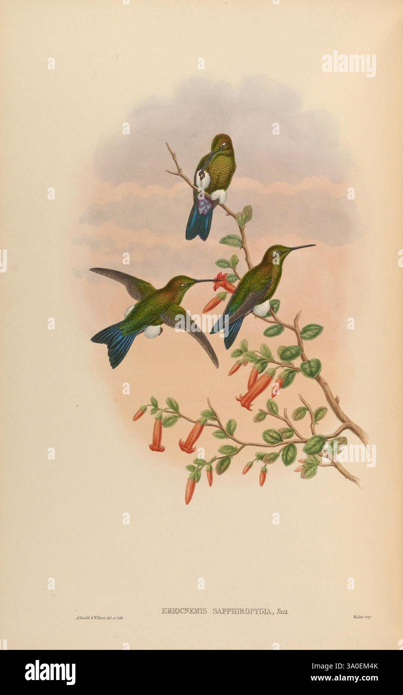 Third hummingbird hovers in mid air hi-res stock photography and images ...