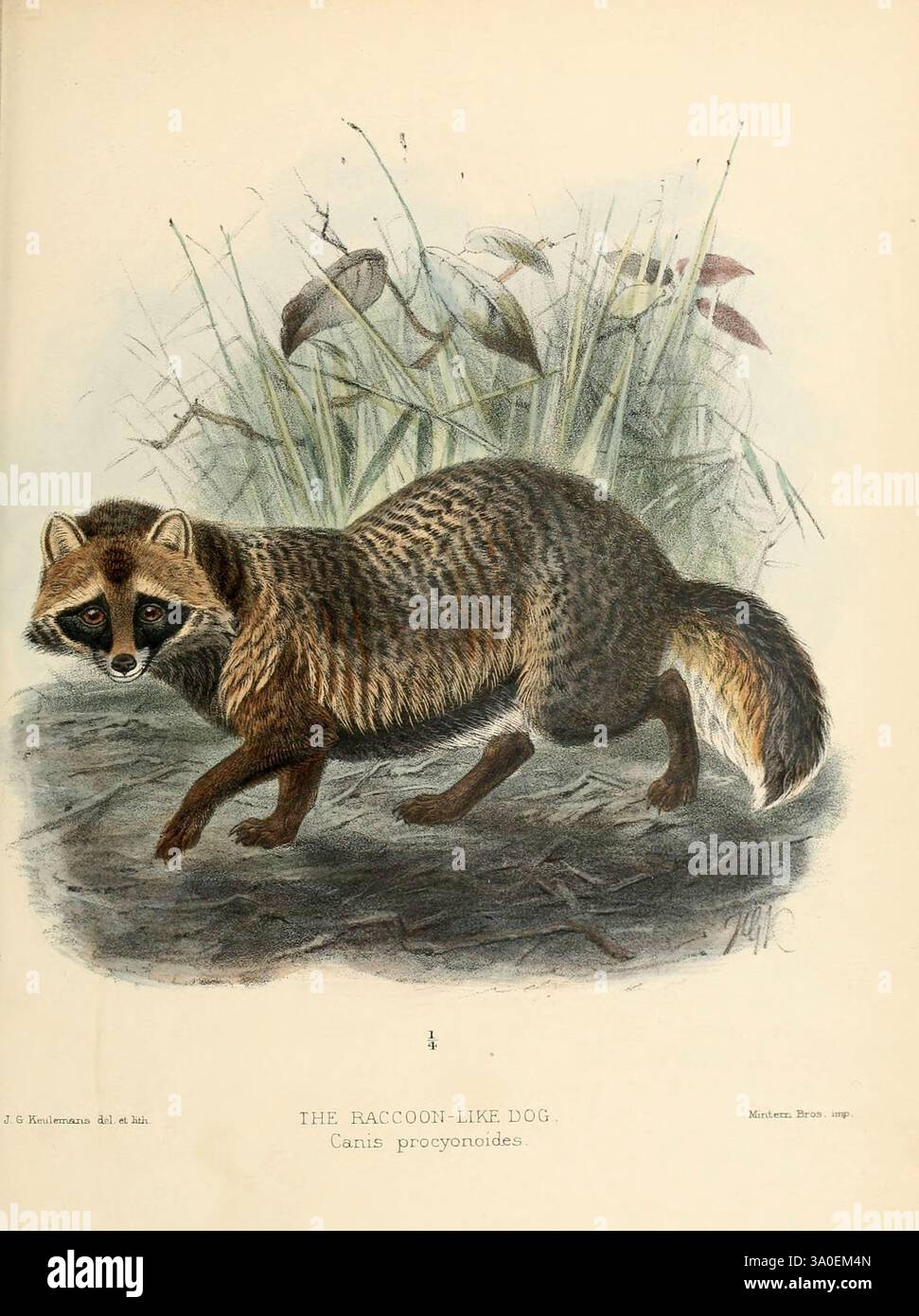 Dogs, jackals, wolves, and foxes London R.H. Porter 1890 canidae ...