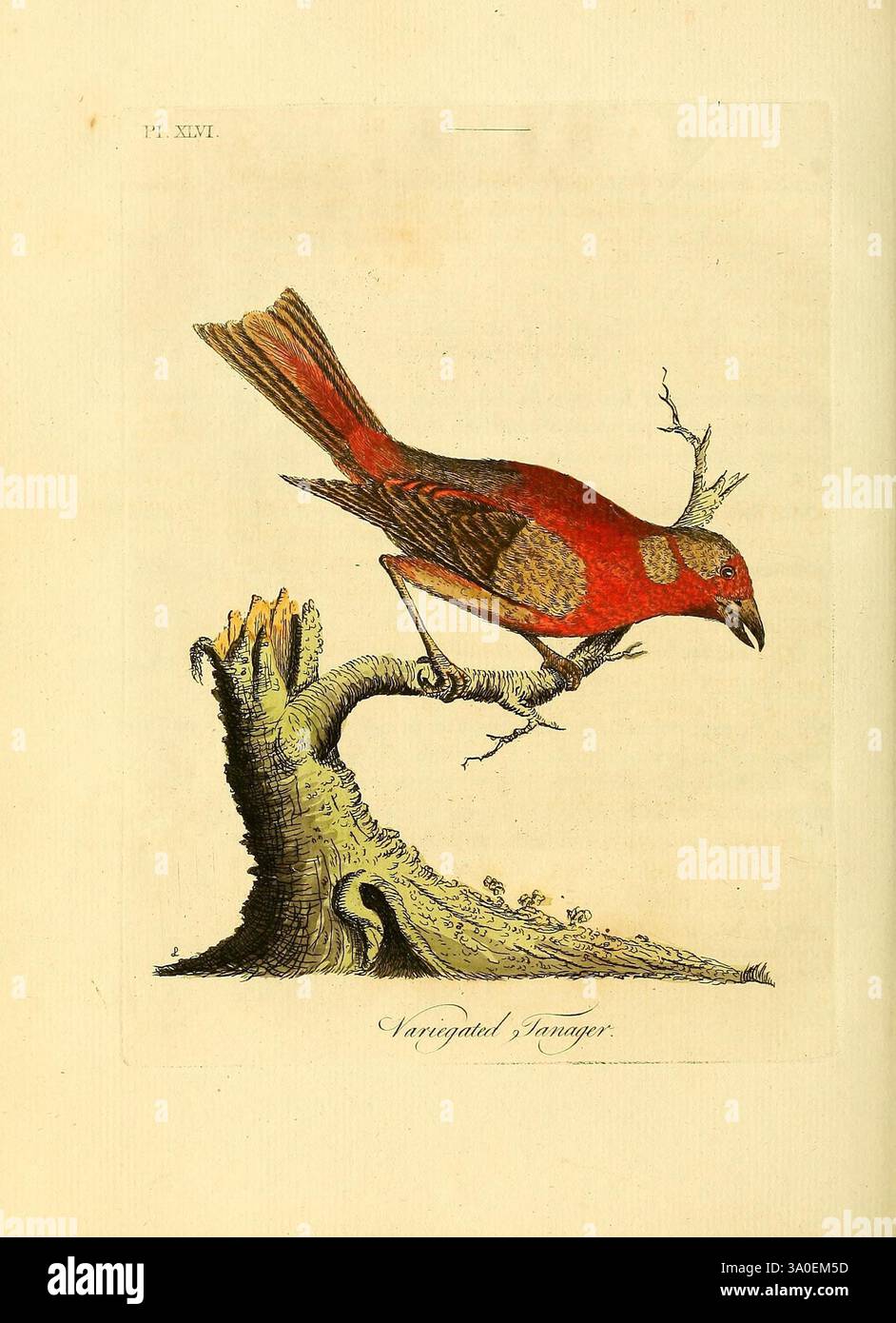 Intricacy of avian life in nature hi-res stock photography and images ...