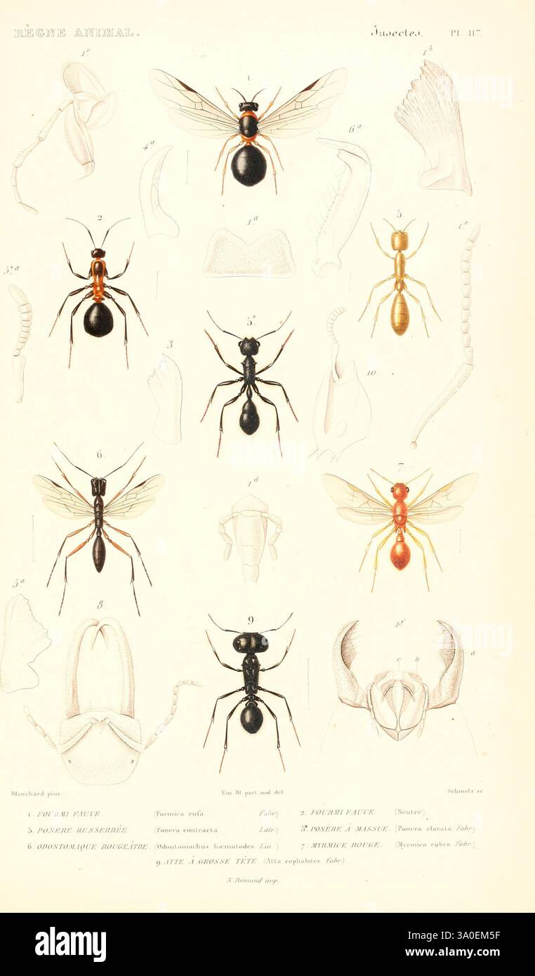 Odontomachus haematodes hi-res stock photography and images - Alamy