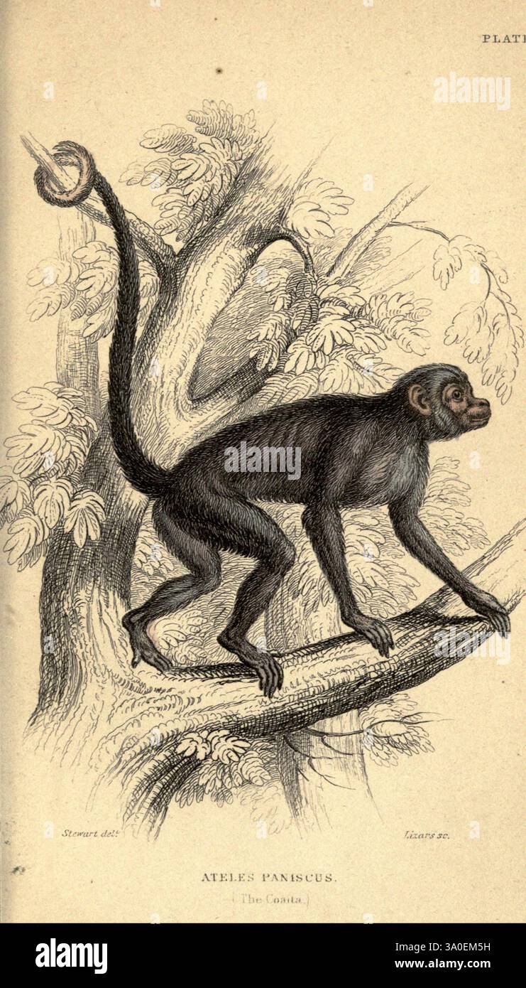 Monkeys Edinburgh W.H. Lizars etc. 1846, A detailed illustration of a ...