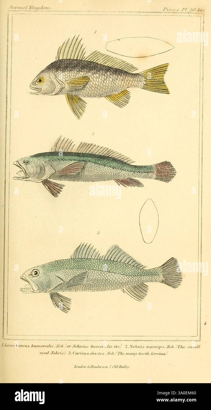 The animal kingdom, arranged according to its organization, serving as ...