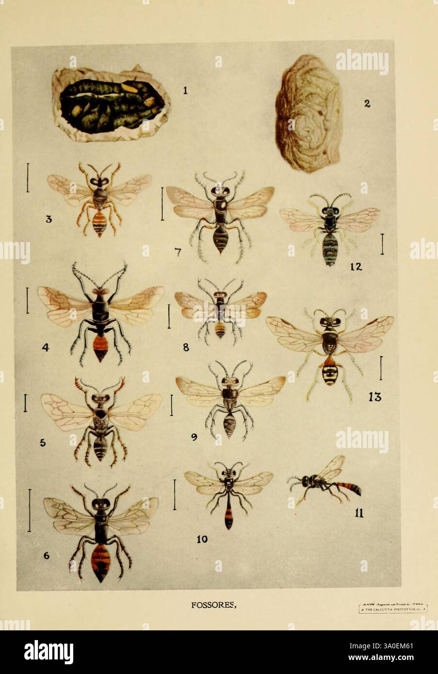 Indian Insect Life Calcutta Thacker Spink & Co. W. Thacker & Co. 2 ...