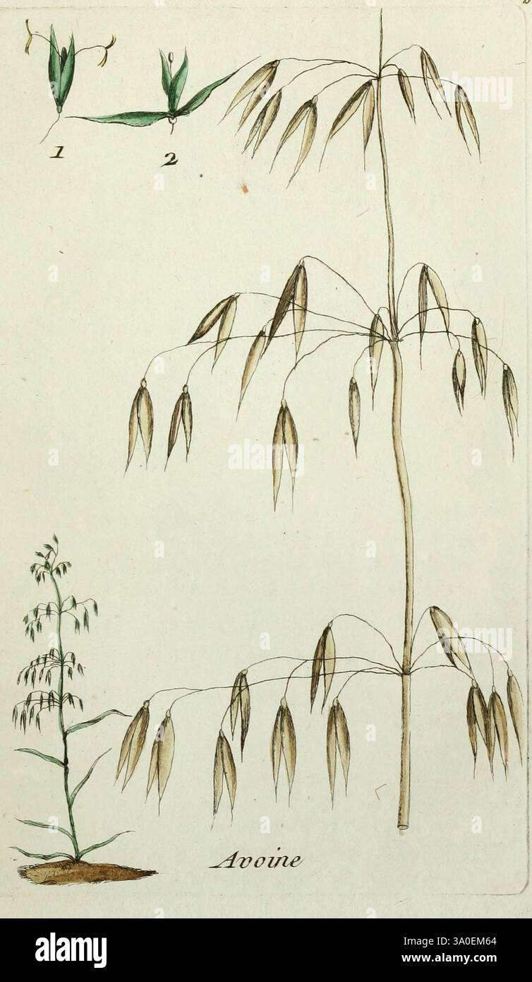 Top section displays two detailed leaf structures labeled hi-res stock ...