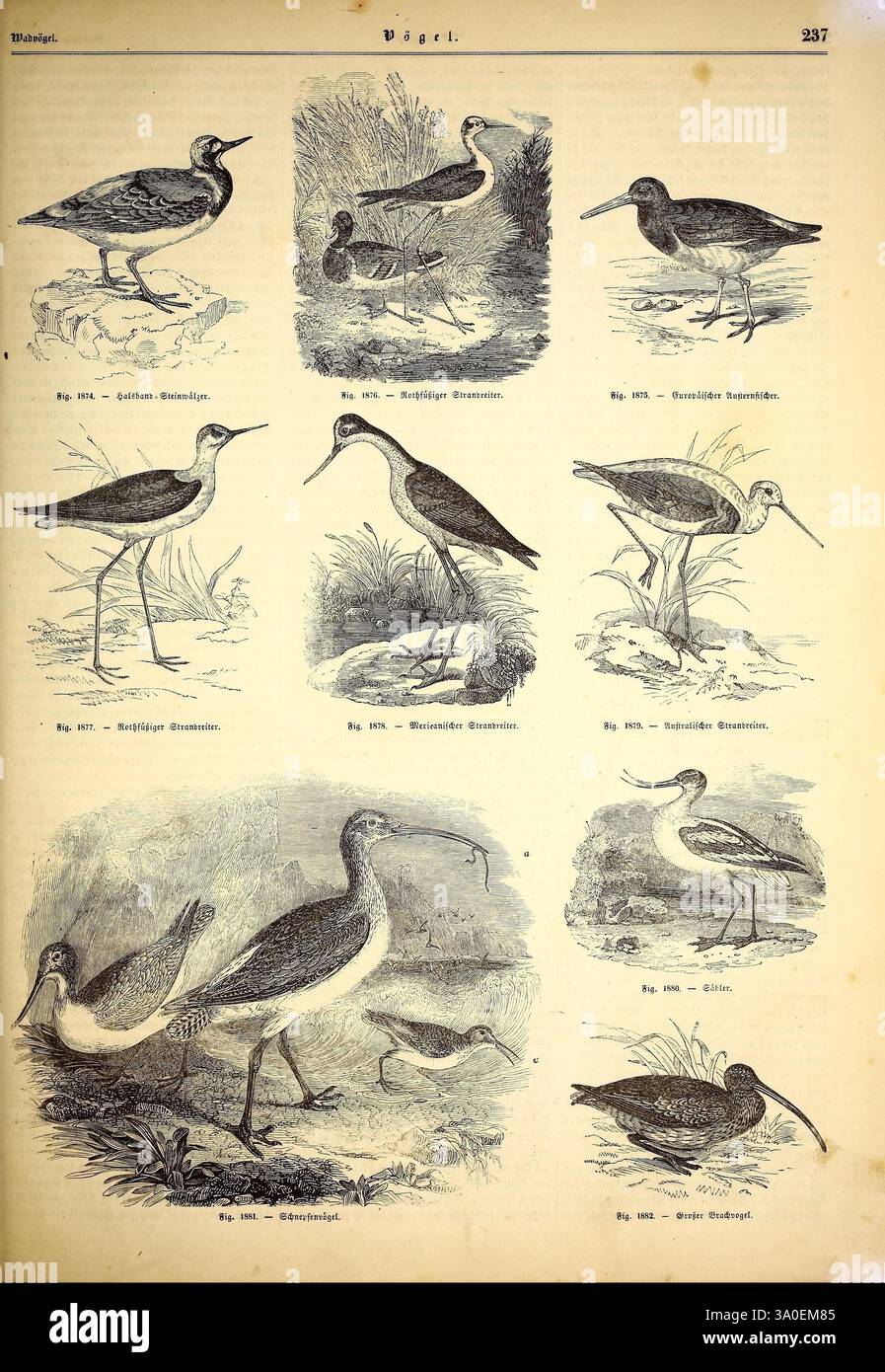 Illustrated representations of various bird species hi-res stock ...