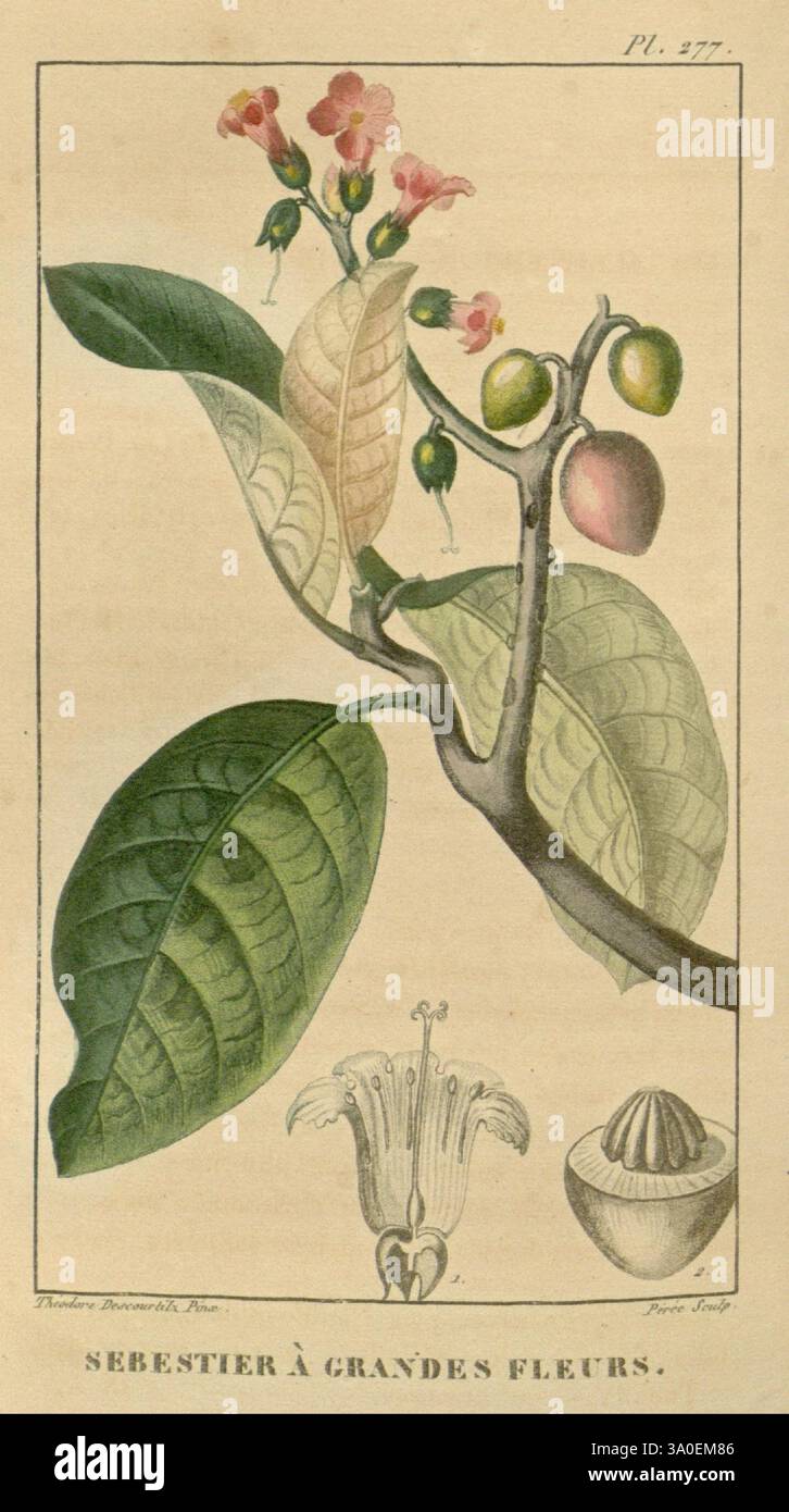 Flore médicale des Antilles, ou, Traité des plantes usuelles, Paris ...
