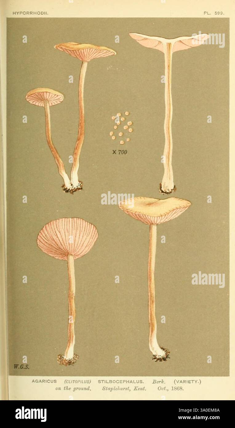 Variety of mushroom specimens hi-res stock photography and images - Alamy