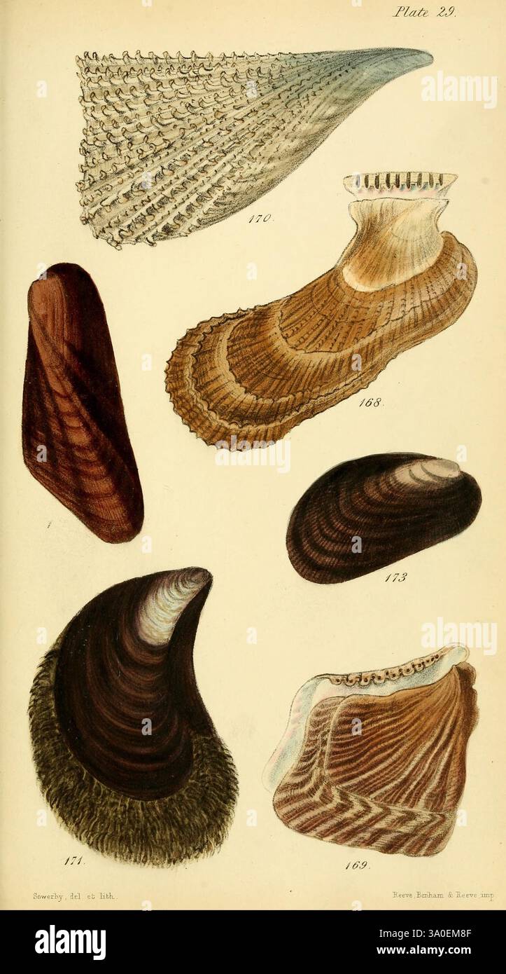Gentle morphology hi-res stock photography and images - Alamy