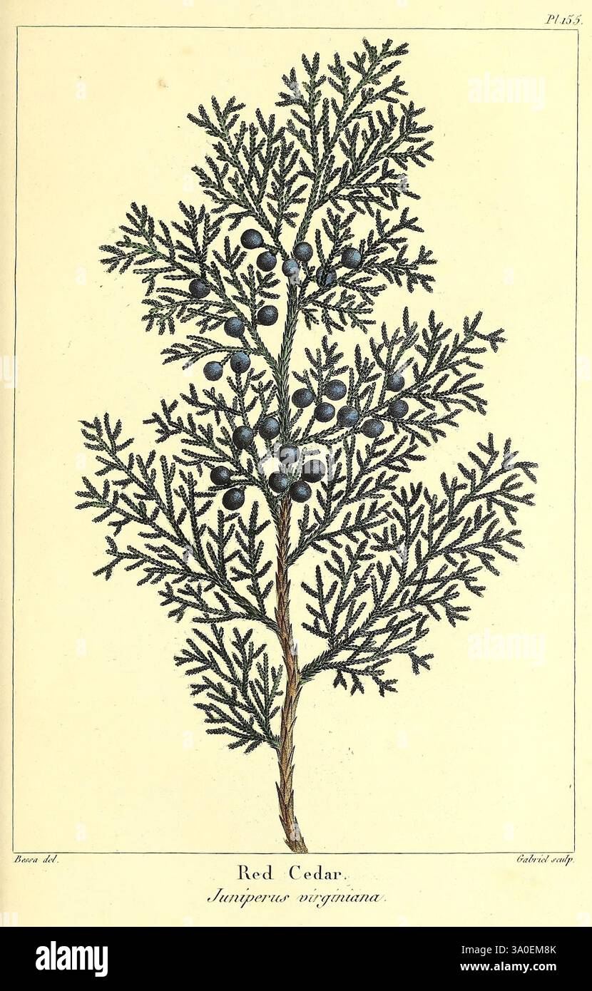 Trees juniperus virginiana taxonomy hi-res stock photography and images ...