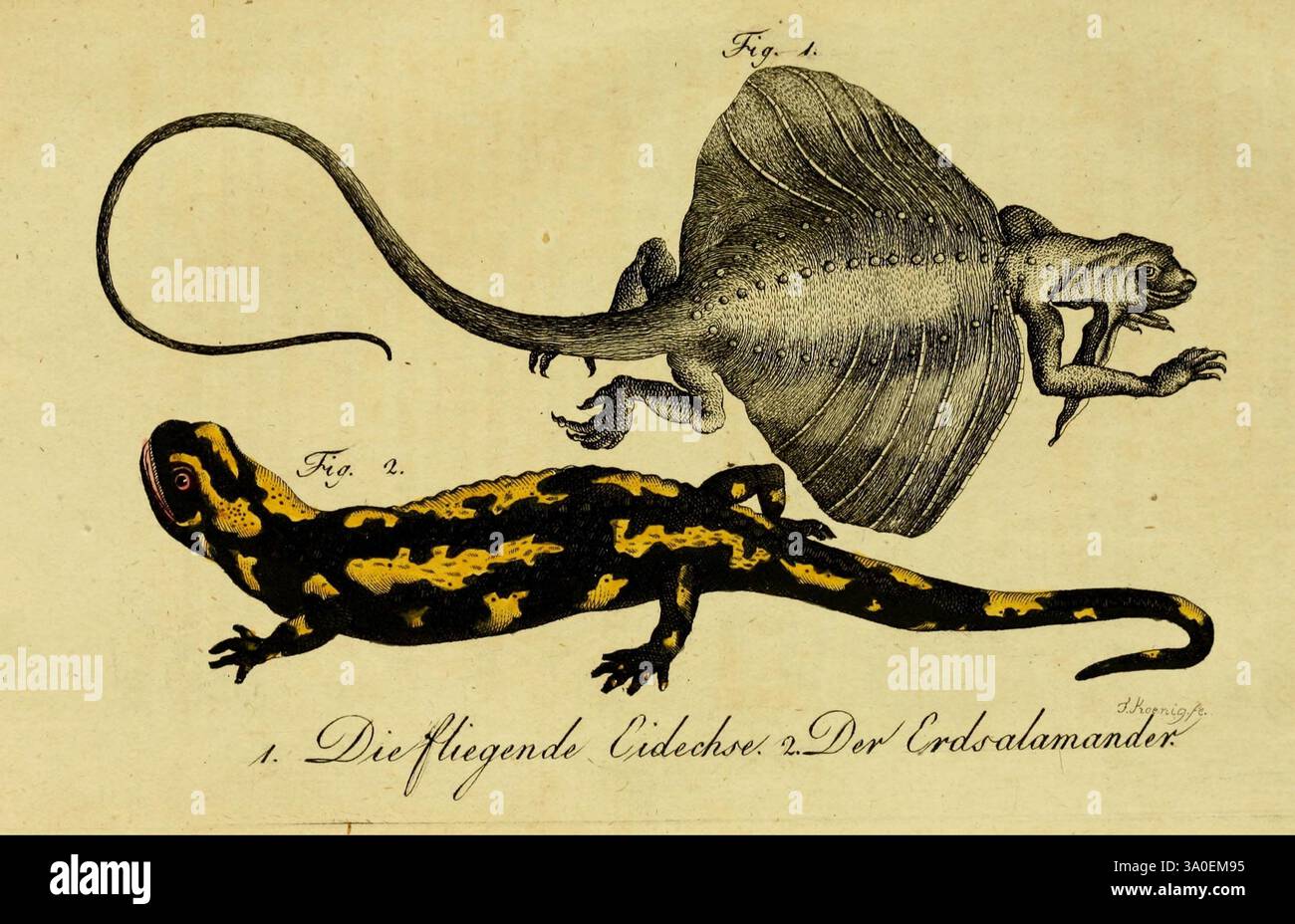 Herrn de la Cepede's Naturgeschichte der Amphibien, oder der ...