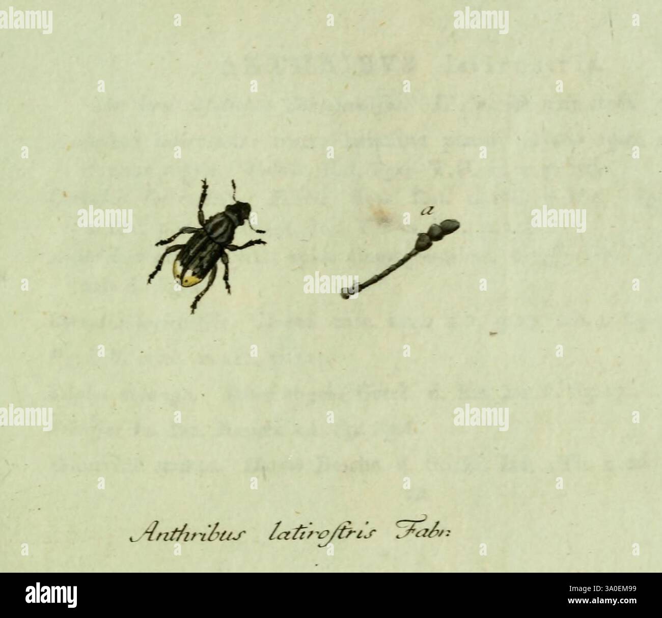 Fauna Insectorvm Germanicae Initia, oder, Deutschlands Insecten ...