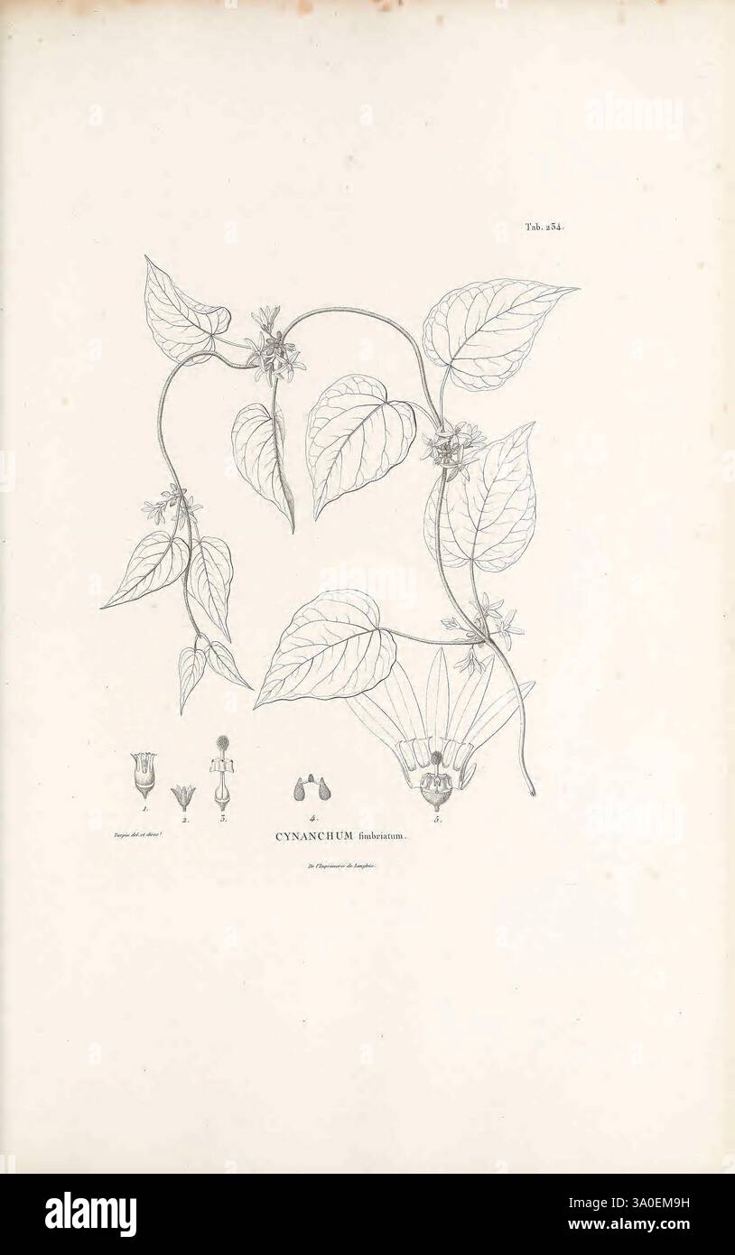 Nova genera et species plantarum, Antverpiae, Ex officina Christophori ...
