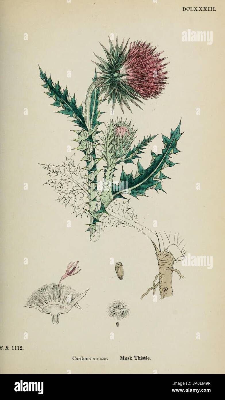 Monk thistle hi-res stock photography and images - Alamy