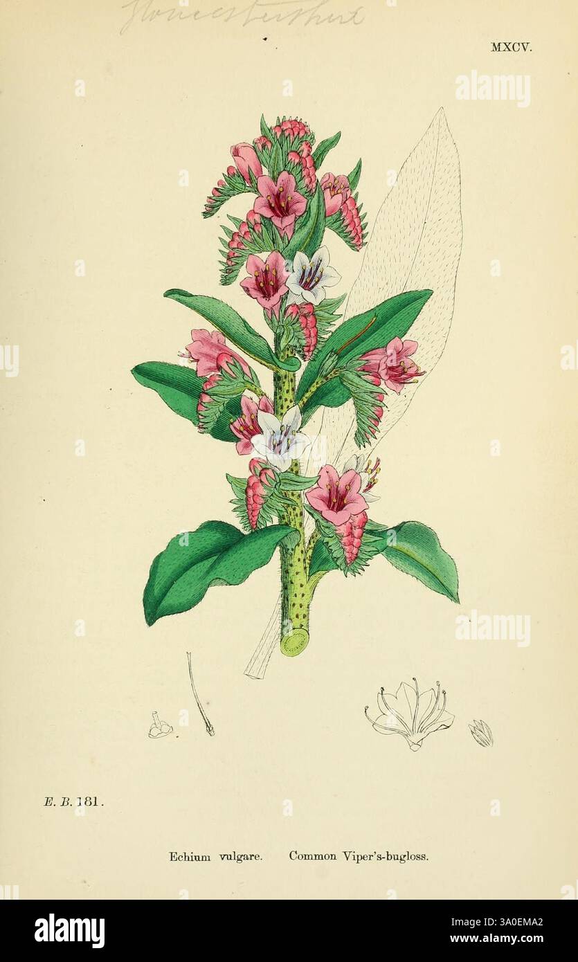 Distinctive corolla shapes hi-res stock photography and images - Alamy