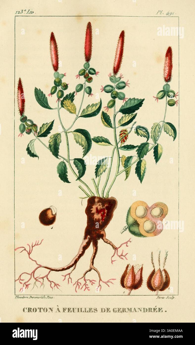 Flore pittoresque et médicale des Antilles, Paris, Pichard, 1821-1829 ...