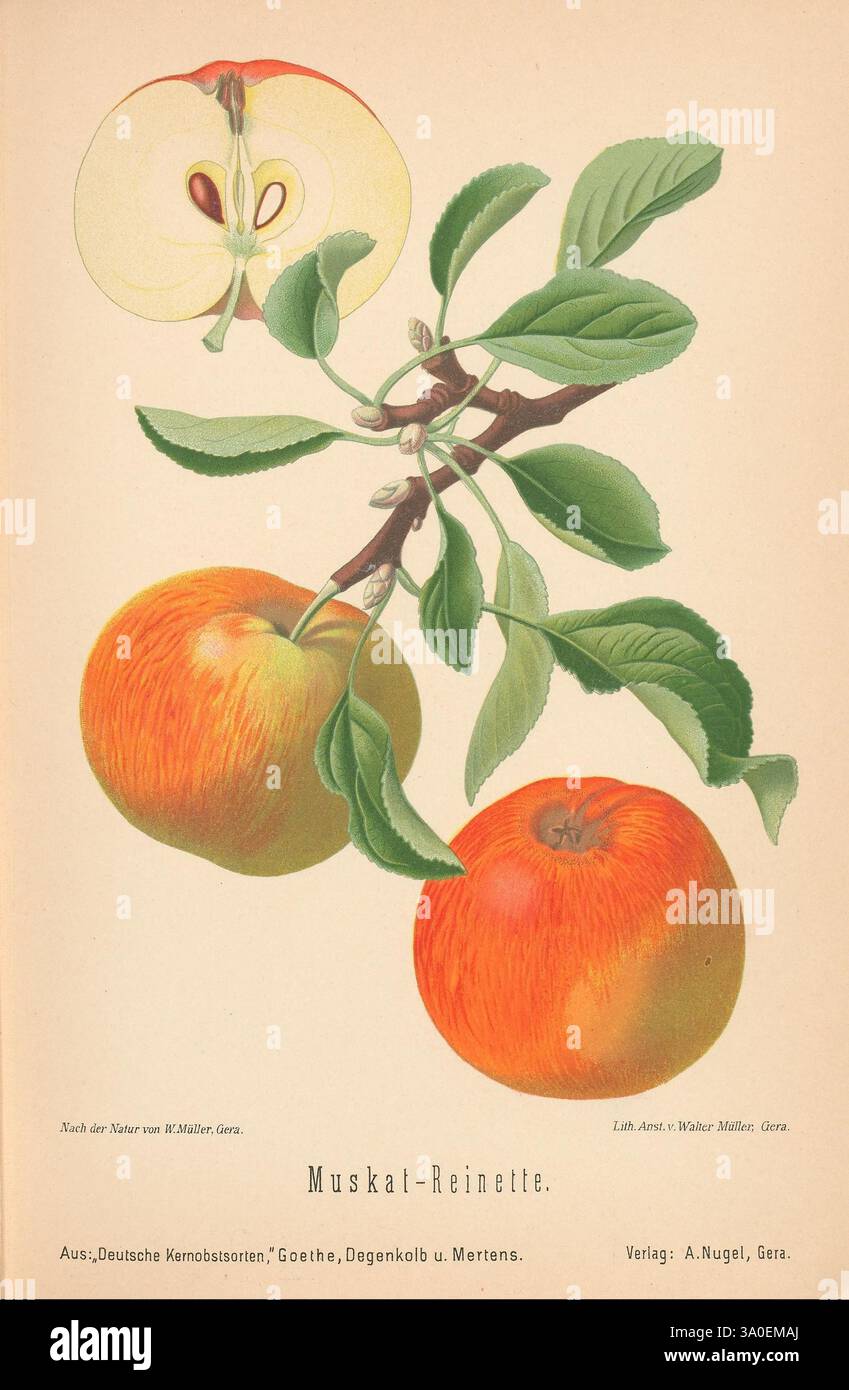Muskat reinette apple variety hi-res stock photography and images - Alamy