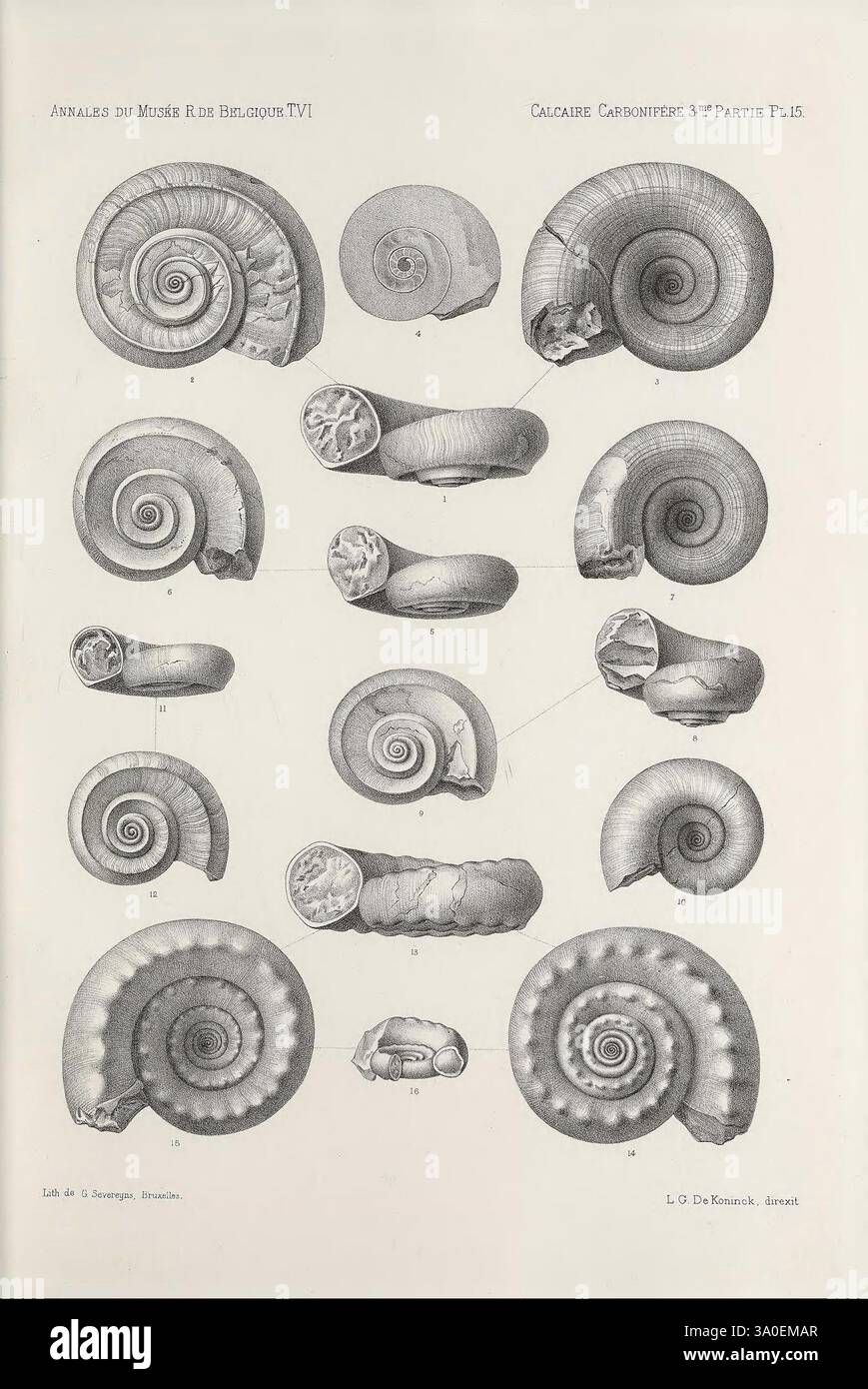 Faune du calcaire carbonifère de la Belgique Bruxelles F. Hayez impr ...
