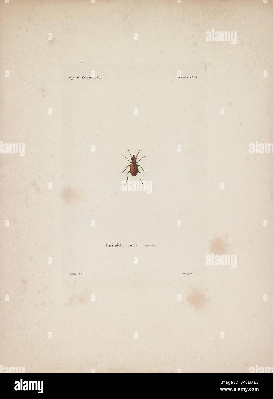 Illustrations of insects created for the Magasin de zoologie 1838-1842 ...