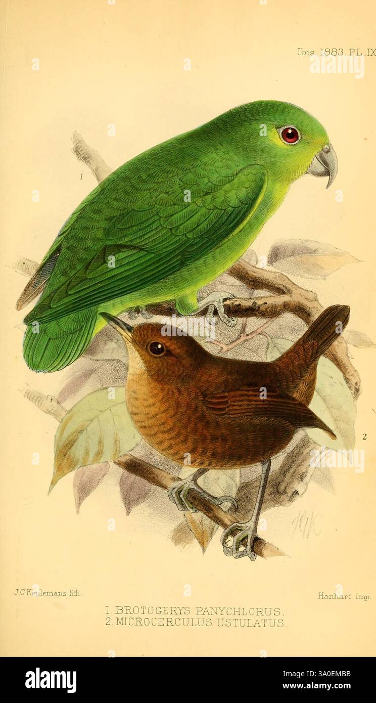 Ibis London Published for the British Ornithologists' Union by Academic ...