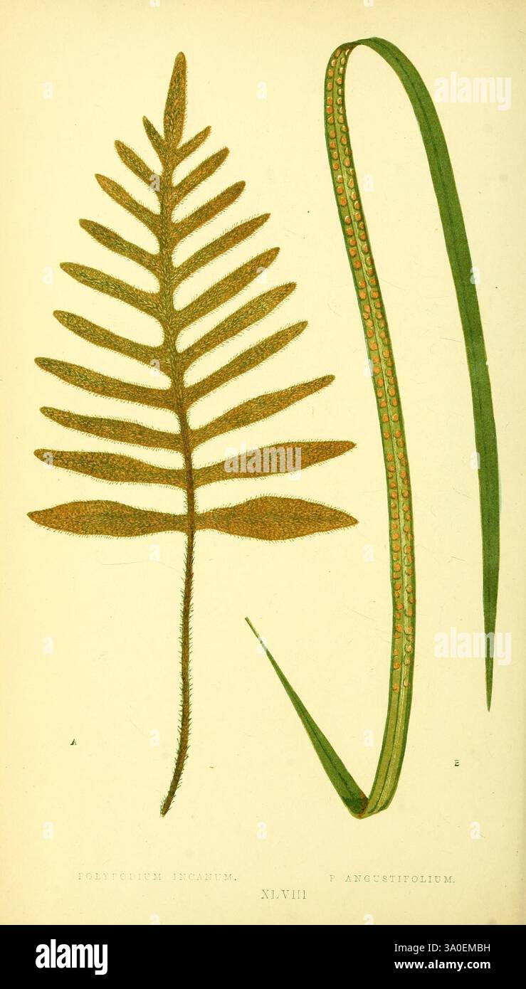 Illustration showcases two detailed specimens of ferns hi-res stock ...