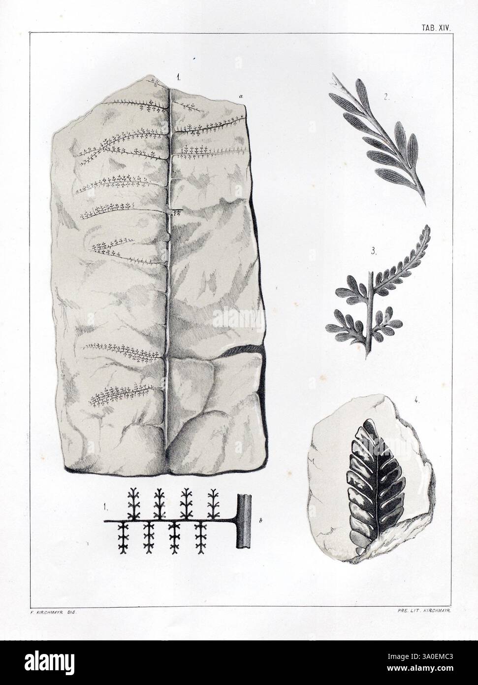 Another fossil displays hi-res stock photography and images - Alamy