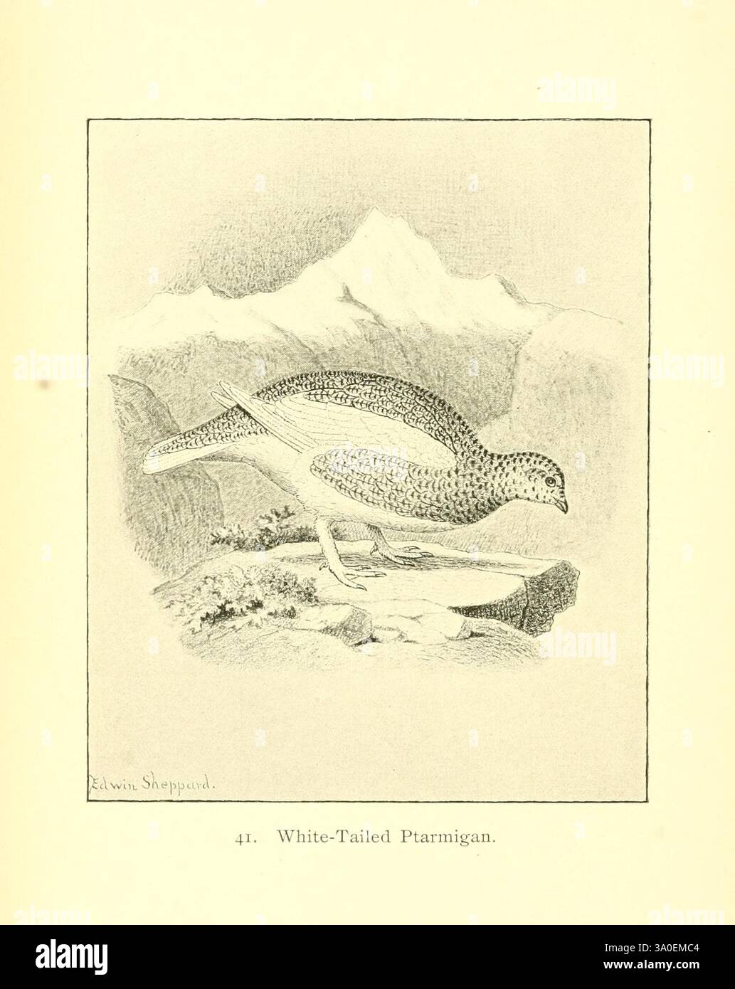 The gallinaceous game birds of North America, New York, F.P. 1897 ...