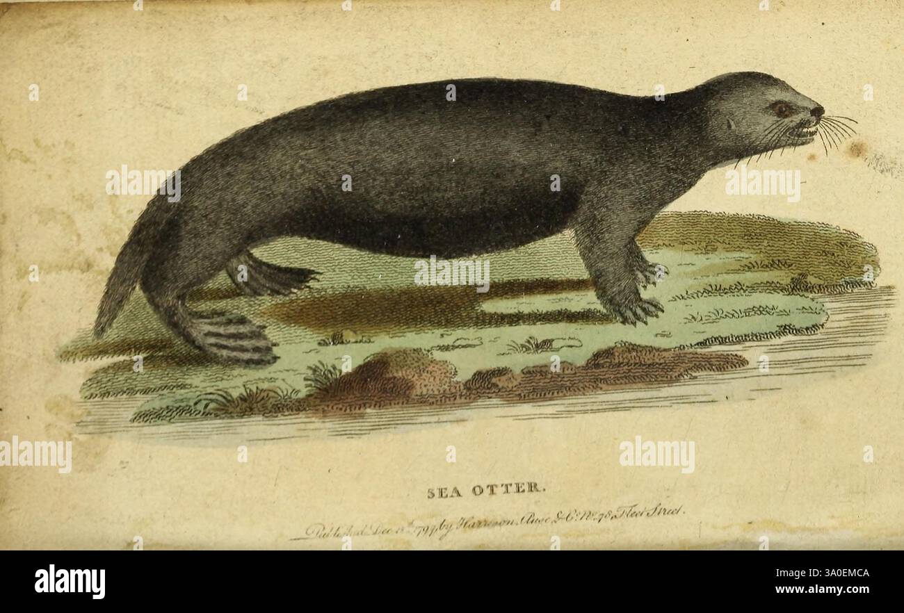 Otters graceful form hi-res stock photography and images - Alamy