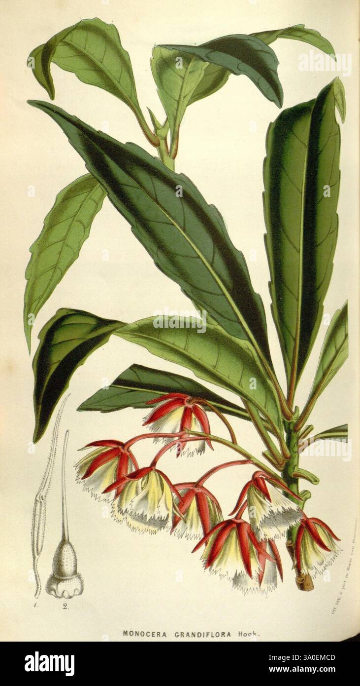 Monocera grandiflora plant hi-res stock photography and images - Alamy