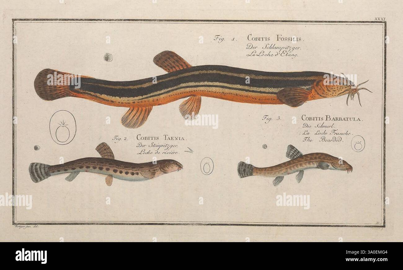 Stout fish displays hi-res stock photography and images - Alamy