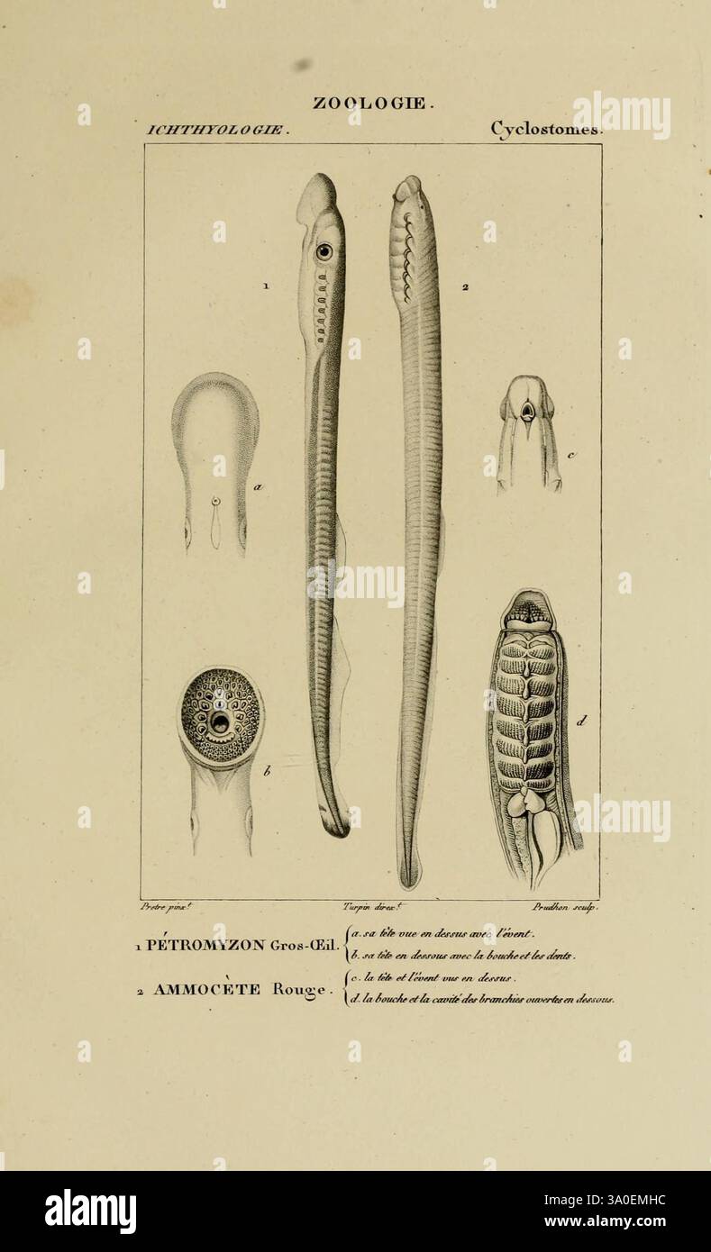 Detailed representation of various species within hi-res stock photography and images - Alamy