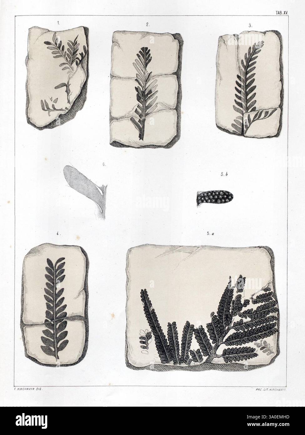 Flora, fossilis, formationis, oolithicae, Padova, Tip, del, Seminario ...