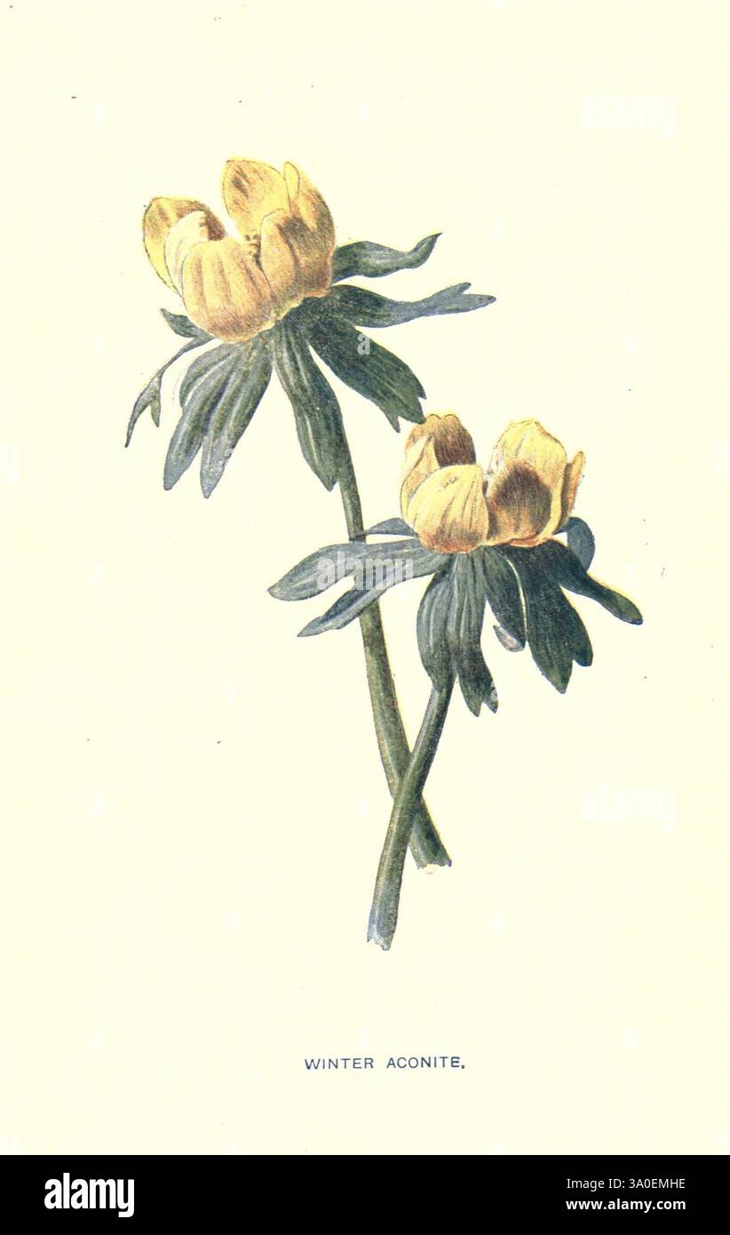 Elegantly radiates hi-res stock photography and images - Alamy