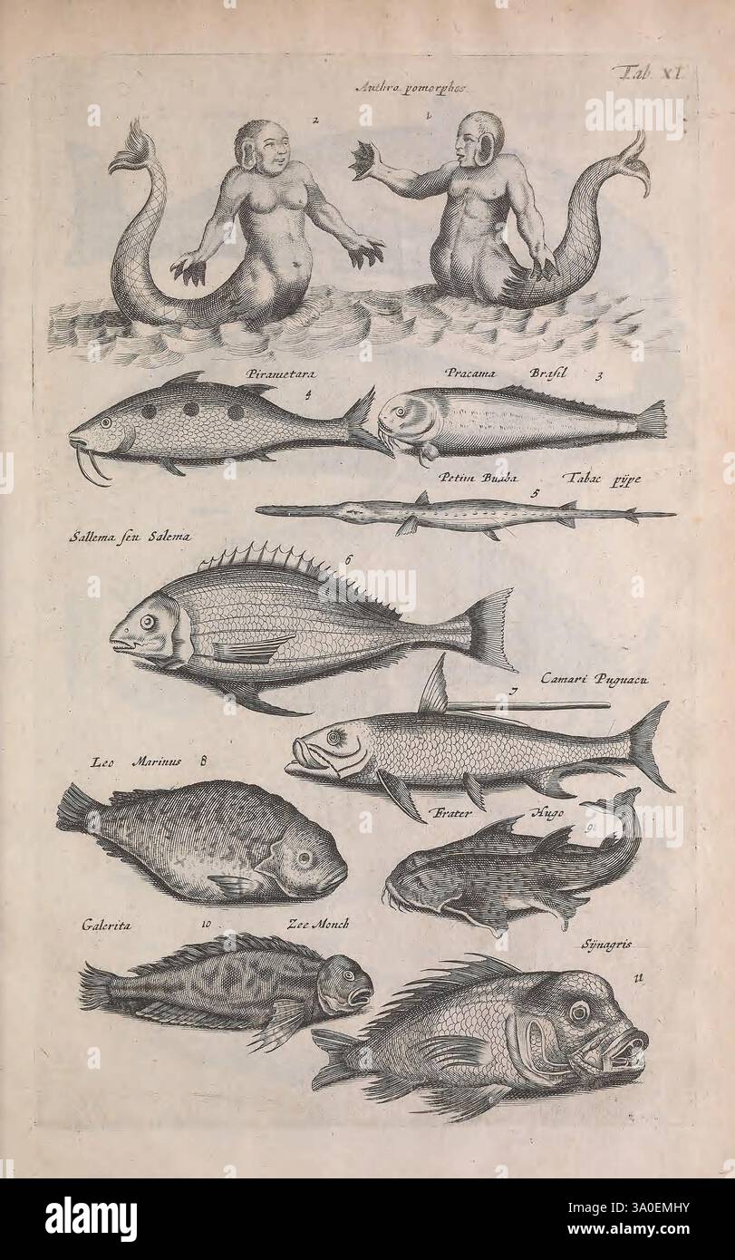 Monsters real mermaid halloween folklore hi-res stock photography and ...