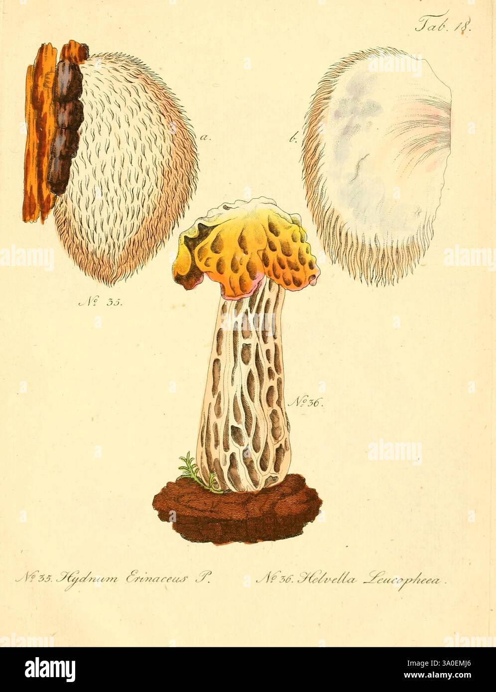 Fungi, austriaci, delectu, singulari, iconibus, XL, observationibusque ...