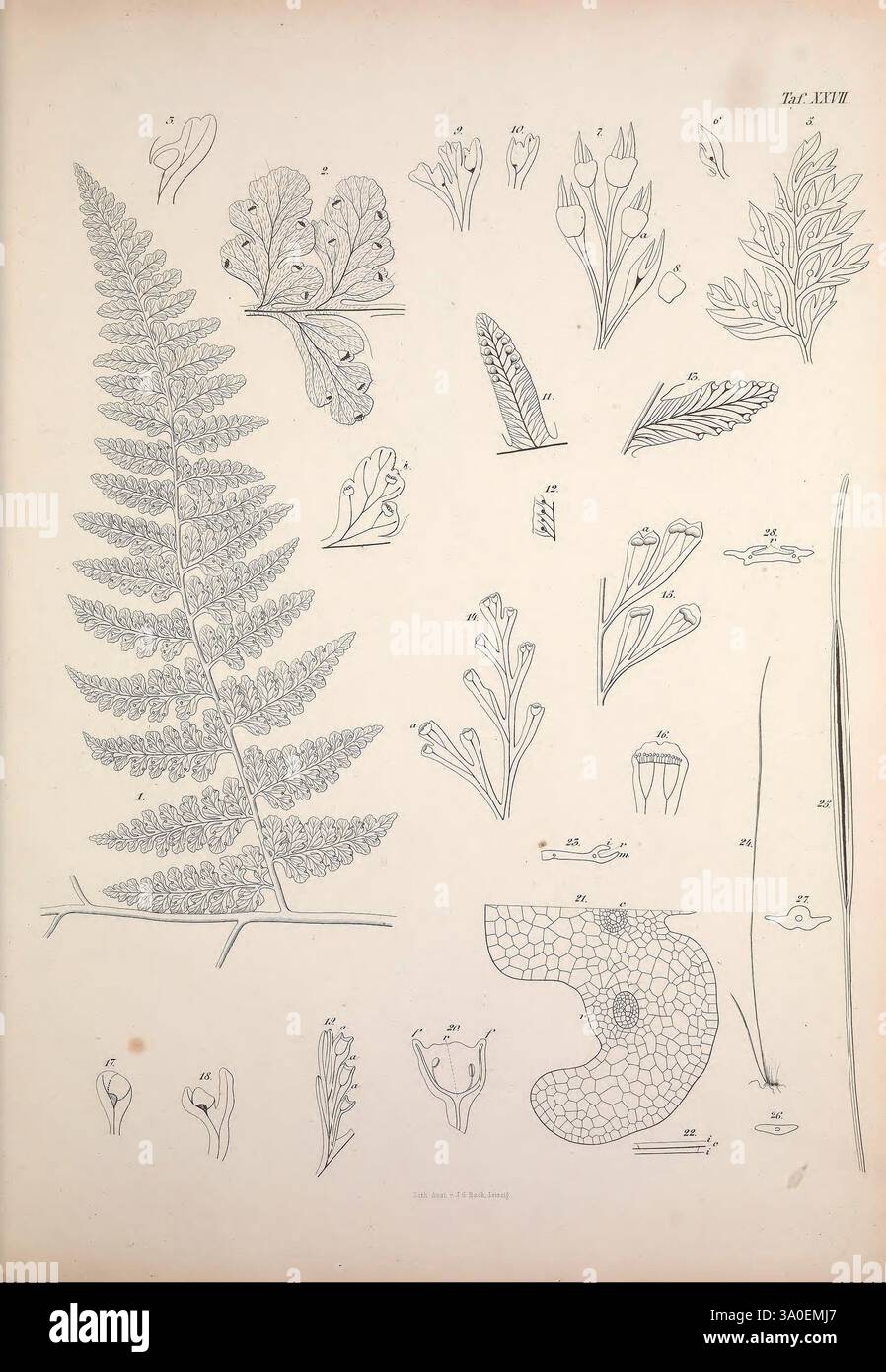 Smaller illustrations of different plants hi-res stock photography and ...