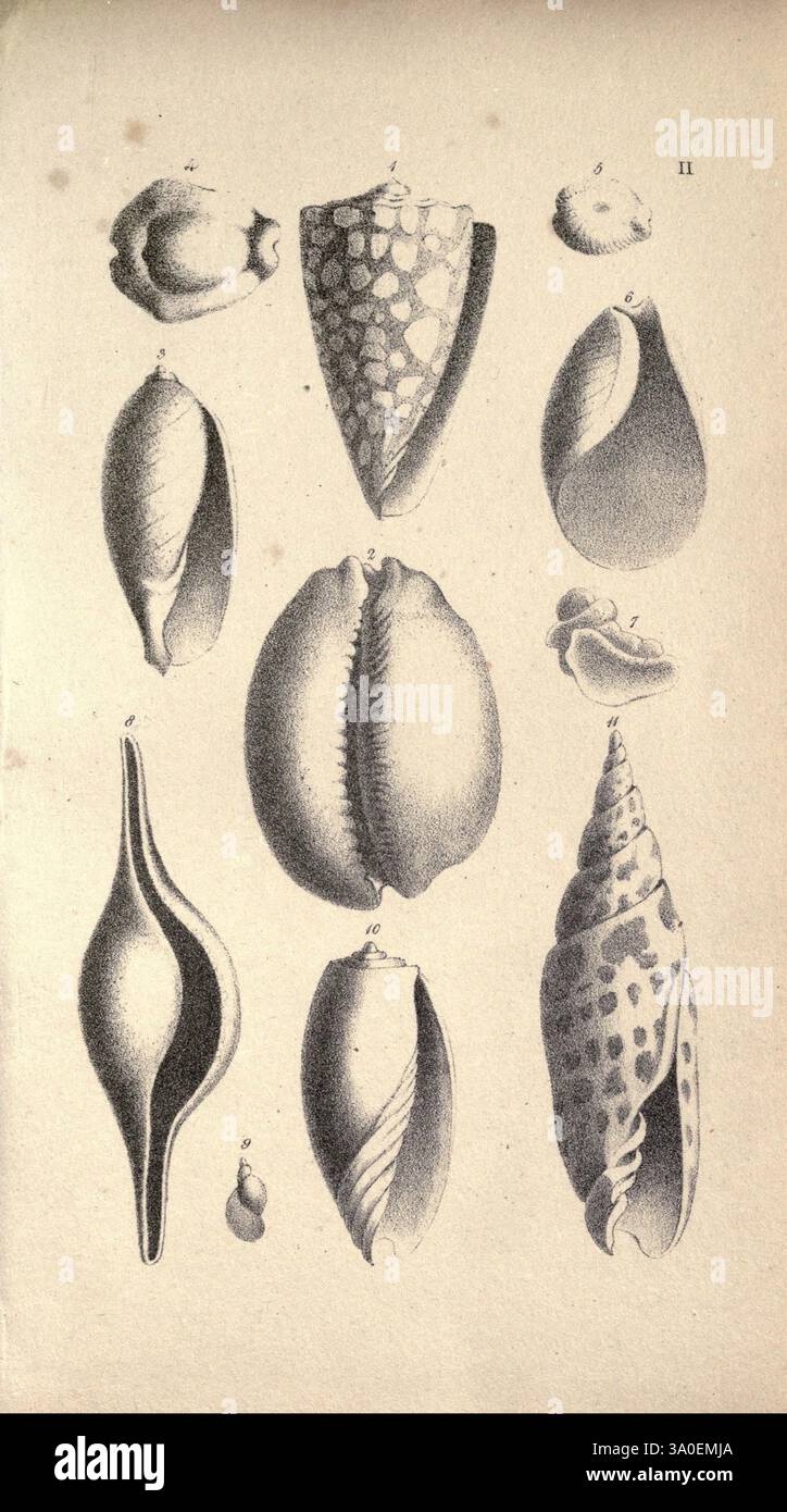 Lessons on shells london r hi-res stock photography and images - Alamy