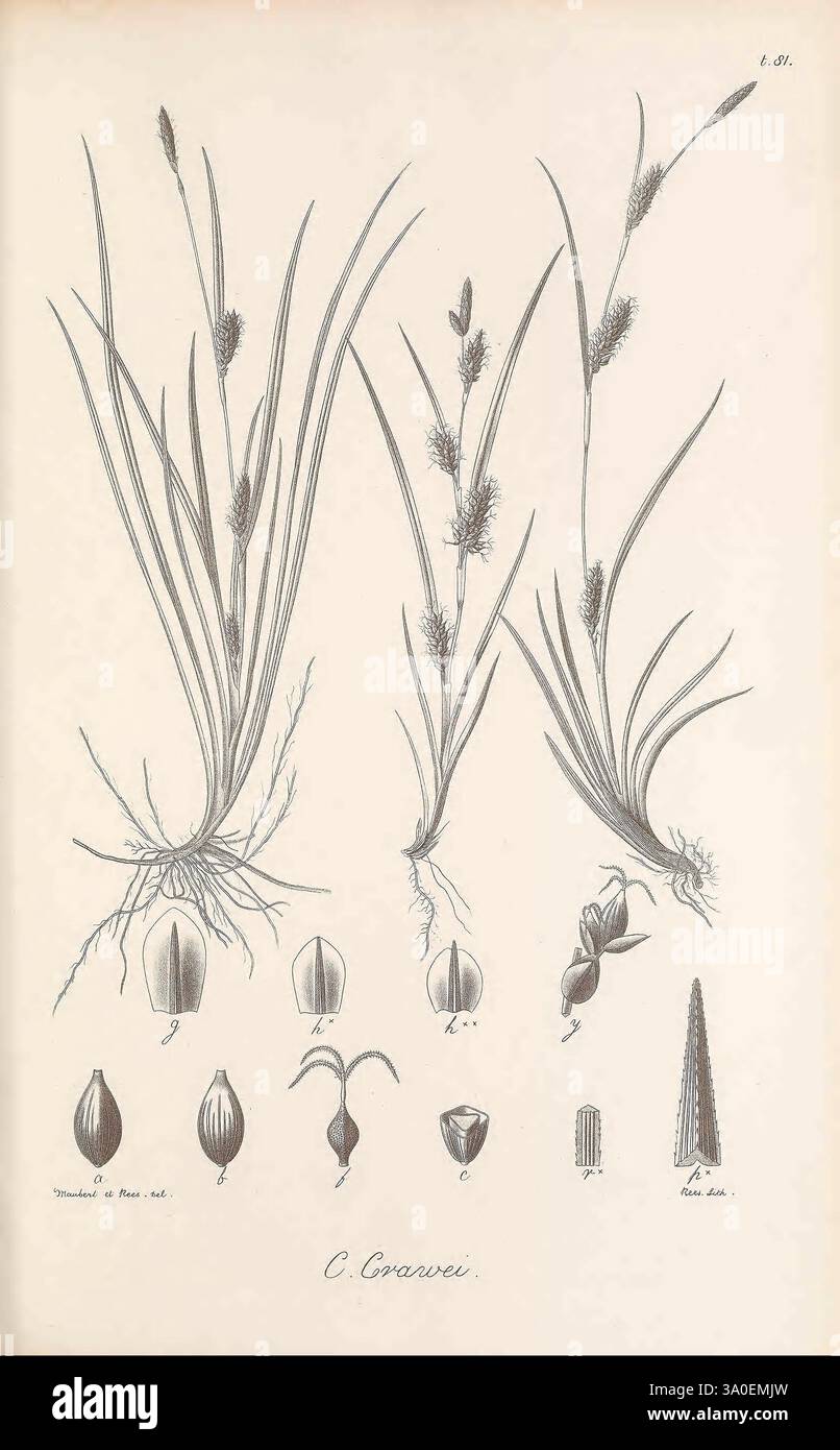 Illustrations of the genus Carex London, William Pamplin, 1858-1867 ...