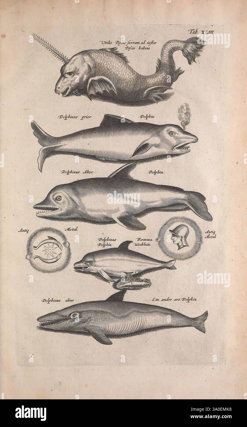 Showcasing various whale species hi-res stock photography and images ...