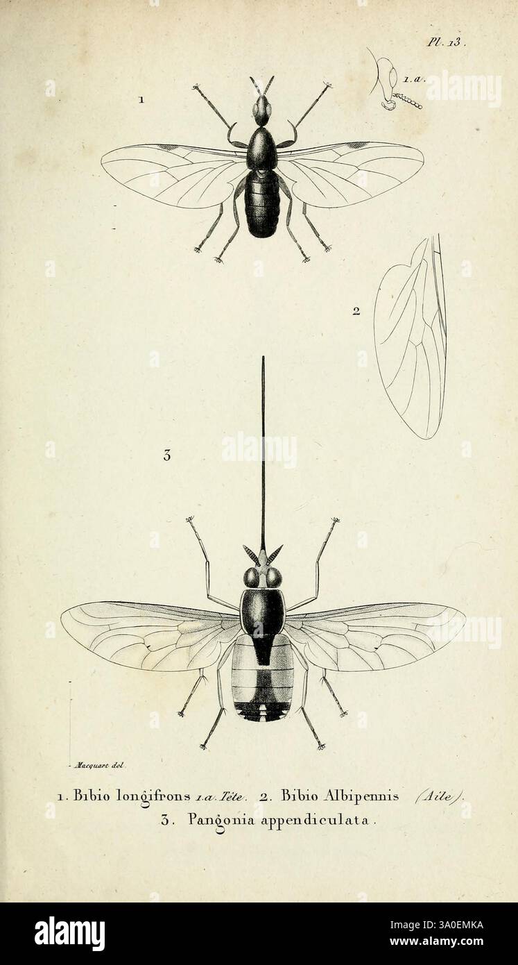 Diptères Exotiques Nouveaux Ou Peu Connus Paris Roret 1838-1843 Diptera ...