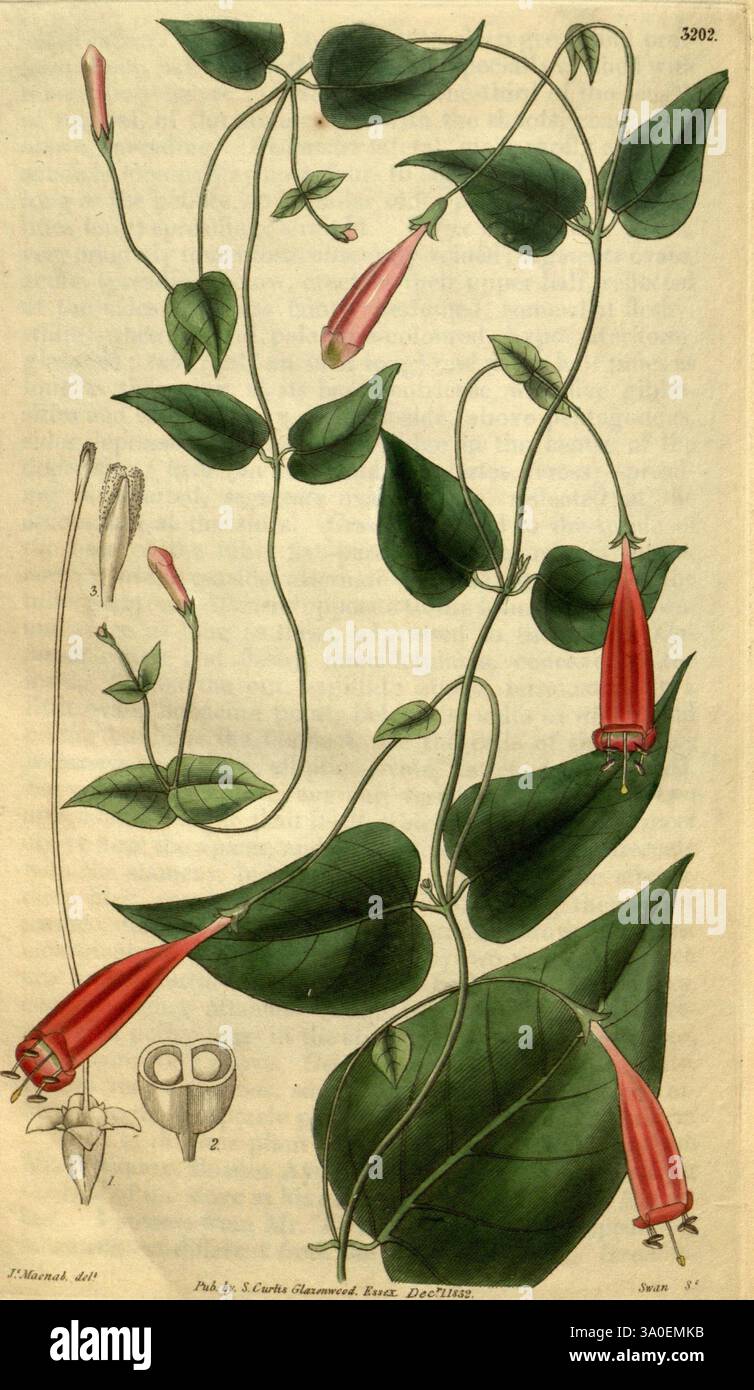 Curtis's Botanical Magazine, London, New York, botanical illustration ...