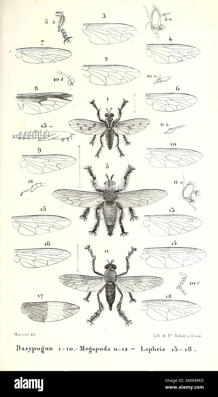 Diptères exotiques nouveaux ou peu connus Paris Roret 1838-1843 diptera ...