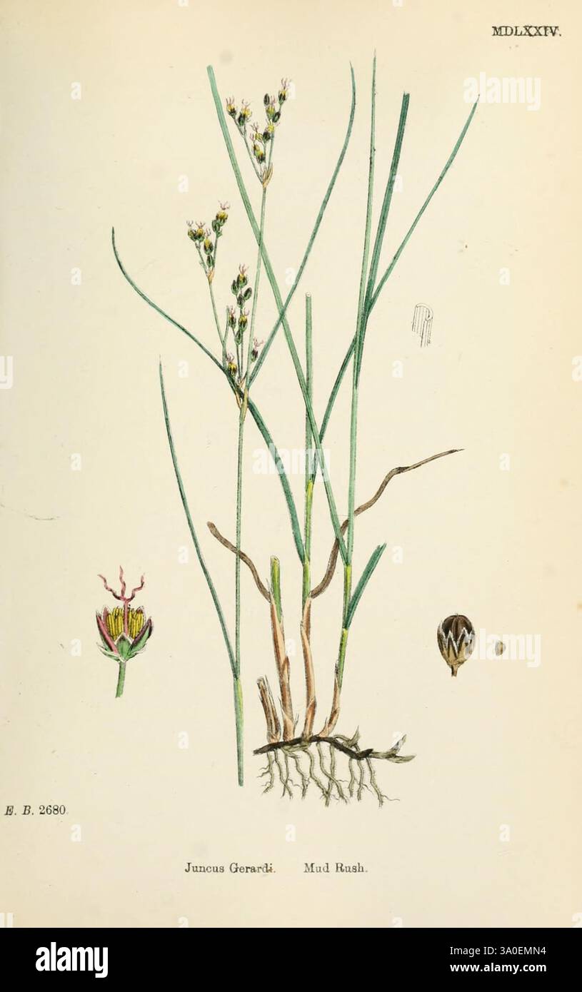 Alongside various stages of seed development hi-res stock photography ...