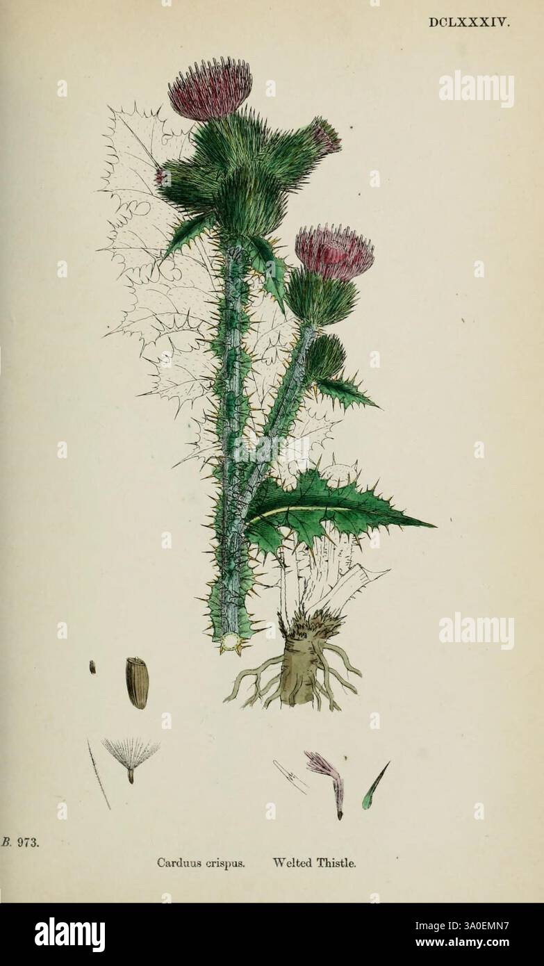 Smaller thistle flowers hi-res stock photography and images - Alamy